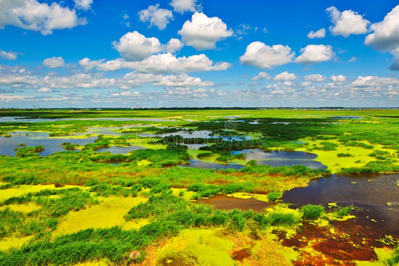 Der colourfull Sumpf stockbild. Bild von frech, glühen - 33316879