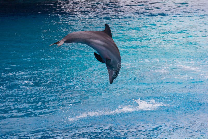 Springender Delphin stockfoto. Bild von delphin, intelligenz - 29729230