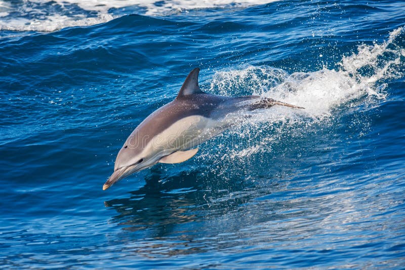 Der Delphin Springend In Das Meer Stockbild - Bild von spritzen, sprung ...