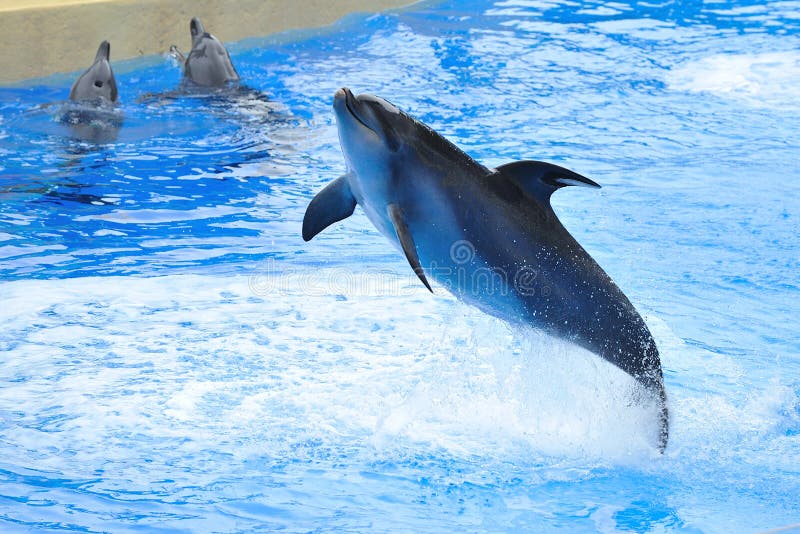Der Delphin Springend In Das Pool Stockfoto - Bild von zicklein ...