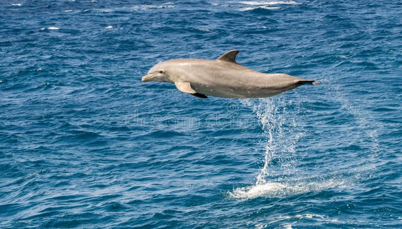 Der Delphin Springend in Den Ozean Stockbild - Bild von wasser, insel ...