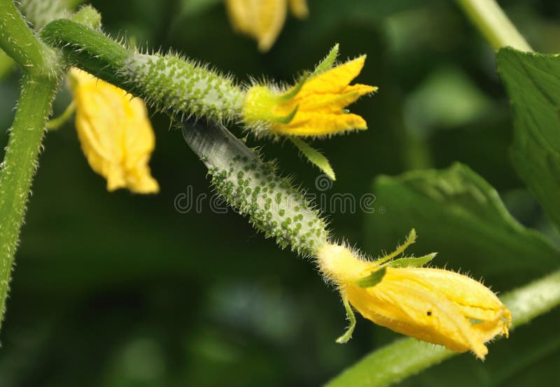 Der Eierstock der Gurke stockbild. Bild von frucht, ernte - 29353913