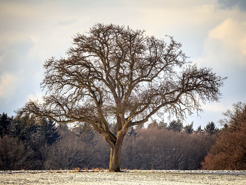 Der einsame Winter-Baum stockfoto. Bild von baum, landschaft - 49605436