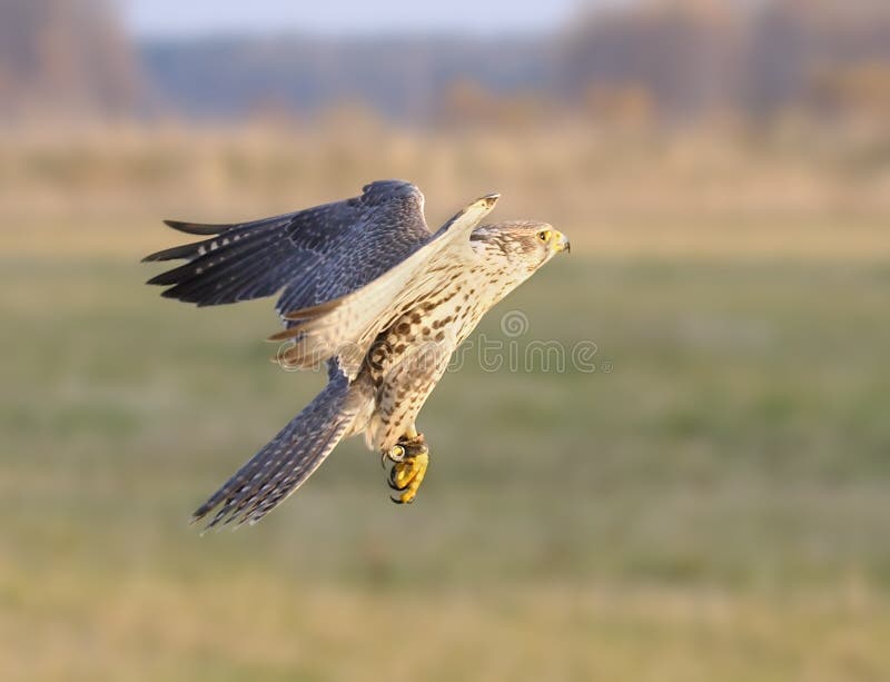 Der Falke im Flug stockfoto. Bild von wild, angriff, falknerei - 9731802