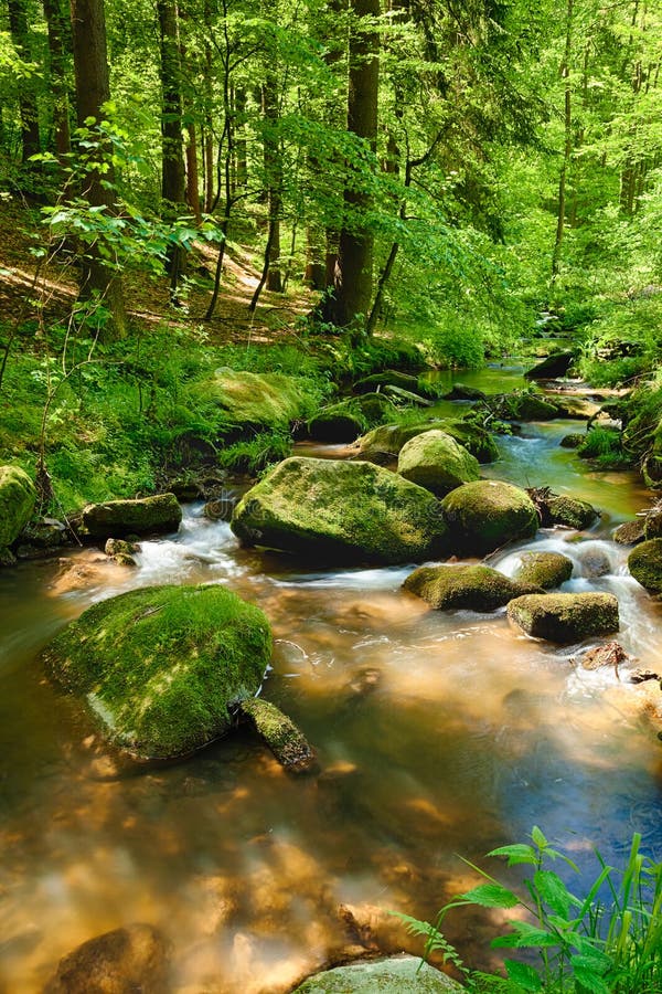 Fluss im Wald - HDR stockbild. Bild von drehzahl, laub - 51914797