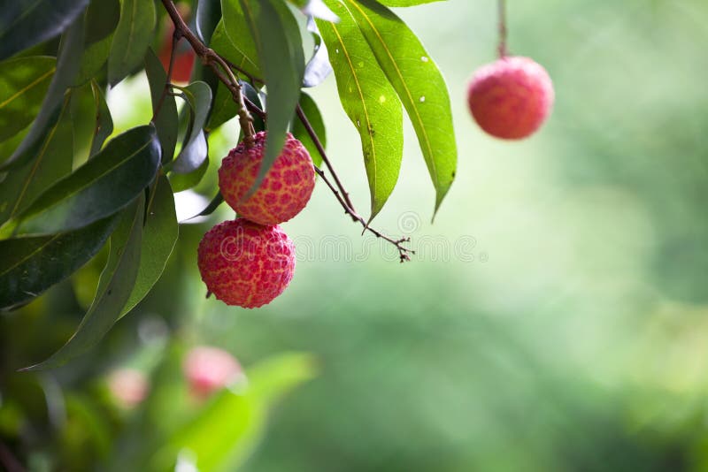 Litschi stockbild. Bild von litschi - 18896723