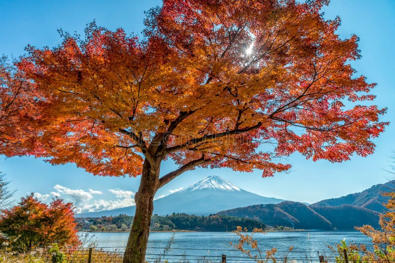 Mt Fuji in Der Herbstpanoramaansicht Stockfoto - Bild von morgen ...