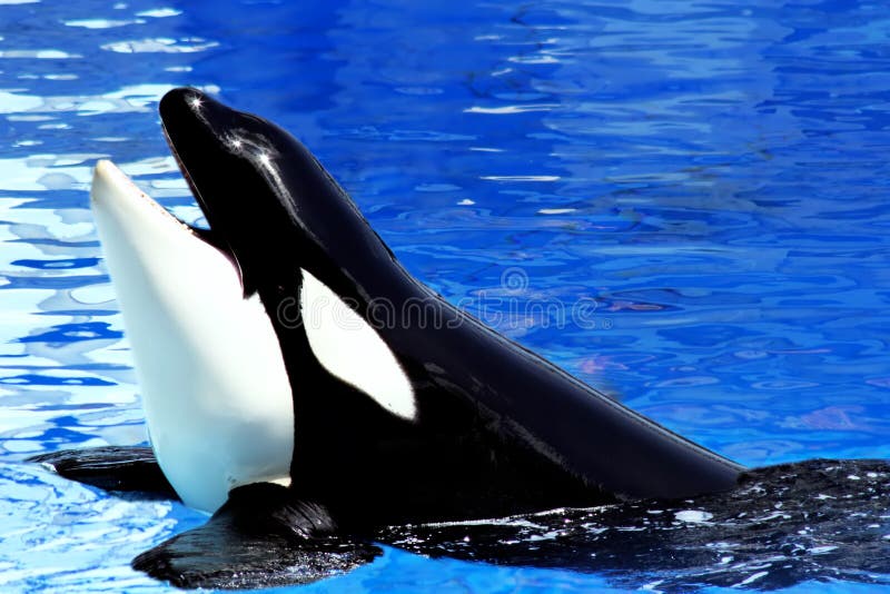 Der glückliche Wal stockfoto. Bild von vorübergehend, schwimmen - 127506