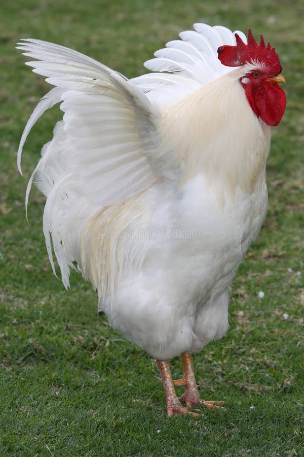 Der Hahn, Der Sie Ausbreitet, Ist Flügel Stockfoto - Bild von geflügel ...