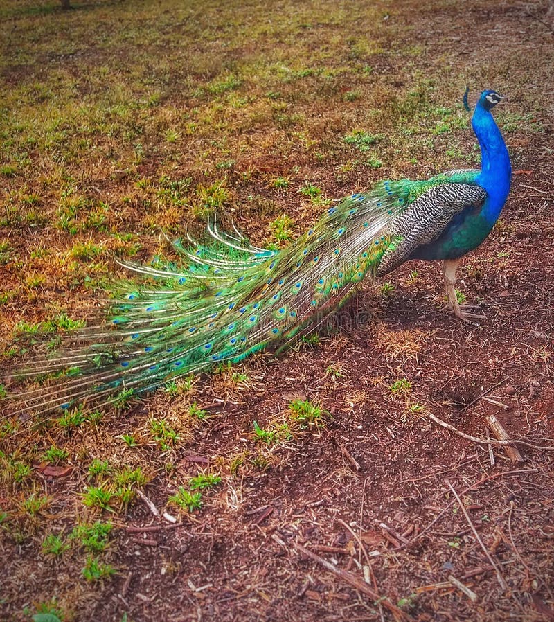 Pfau Auf Freiheit Auf Einem Baum Stockbild - Bild von tier, nave: 145171581