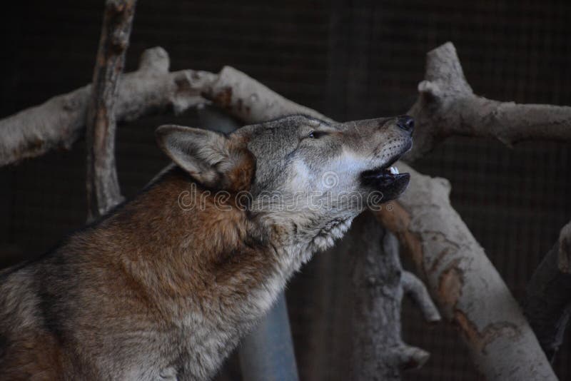 Zwei Wölfe, Die Gegen Den Sonnenuntergang Heulen Stockfoto - Bild von ...