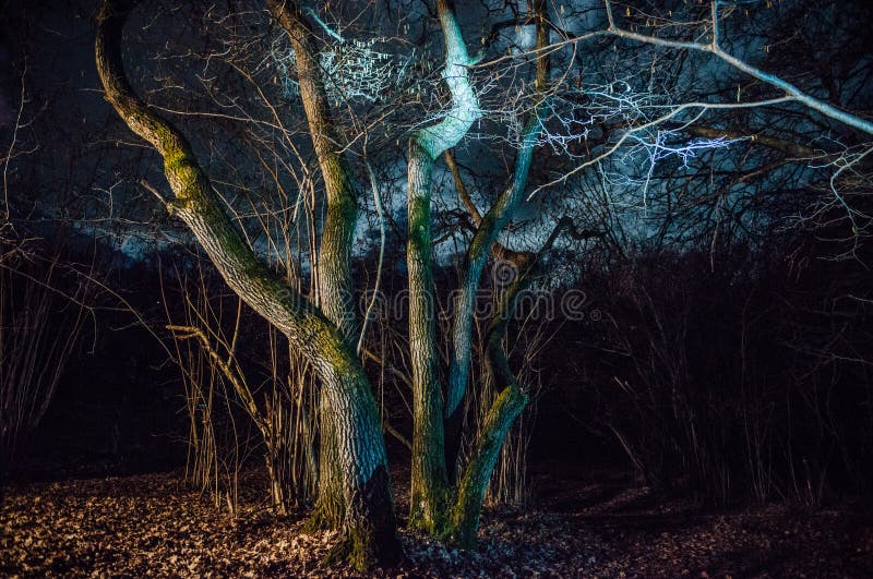 Der Hoia-Baciuwald stockfoto. Bild von foto, meer, herrlich - 69881892