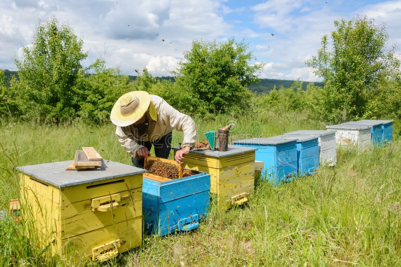Der Imker Arbeitet an Einem Bienenhaus Apiary Stockfoto - Bild von ...