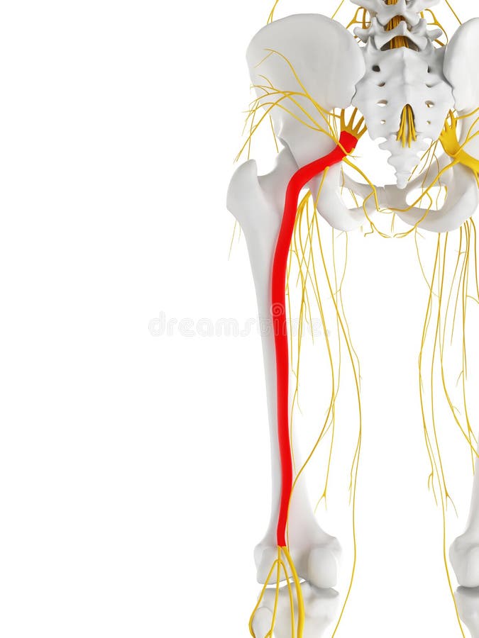 Der Ischias- Nerv stock abbildung. Illustration von biologie - 57002204