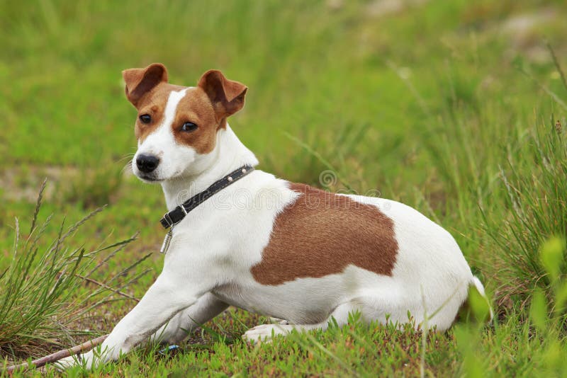 Der Jack Russell Terrier-Hund Stockbild - Bild von freundschaft ...