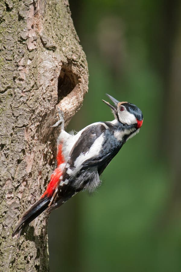 Der junge Specht stockfoto. Bild von nave, wildnis, sommer - 14329088