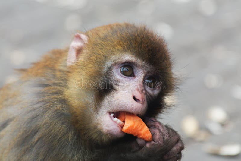 Der Kleine Affe Isst Eine Karotte Stockfoto - Bild von nahrung ...
