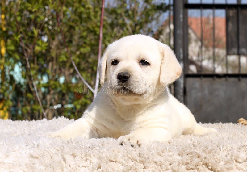 Beige Labrador stockbild. Bild von blicke, schön, beige - 98210521