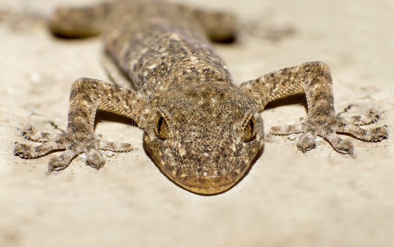 Der Kopf des Geckos stockfoto. Bild von augen, spezies - 30642236