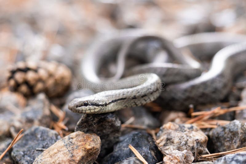 Der Kopf Einer Giftigen Schlange Einer Viper Auf Einer Steinigen Erde ...