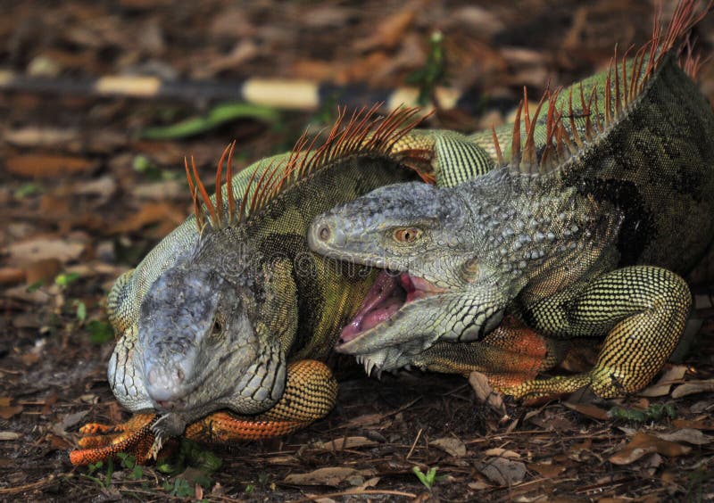 Der Leguan stockfoto. Bild von leguan, konkurrenzfähig - 40670786