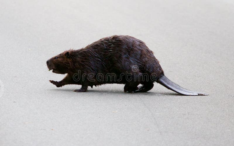 Lustiger Biber stockfoto. Bild von nagetier, tier, lustig - 832450