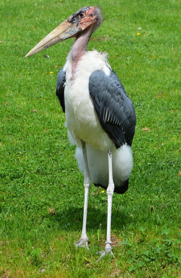Der Marabu-Storch stockfoto. Bild von furcht, vogel, bunt - 72218912
