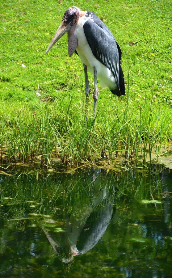 Der Marabu-Storch stockfoto. Bild von afrikanisch, fauna - 97873946