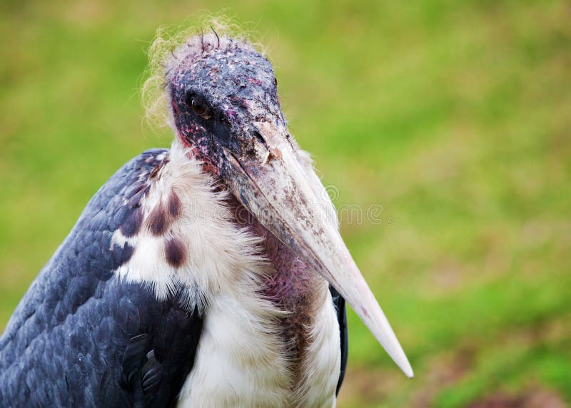 Der Marabu-Storch In Tanzania, Afrika Stockfoto - Bild von feder ...