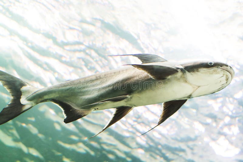 525 Der Mekong Riesenwels Stock Fotos - Freie & Royalty-Free Stock ...