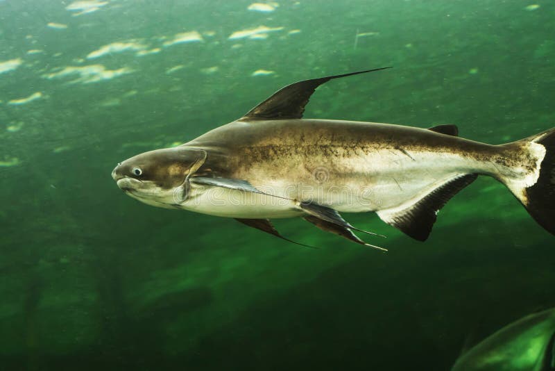 525 Der Mekong Riesenwels Stock Fotos - Freie & Royalty-Free Stock ...