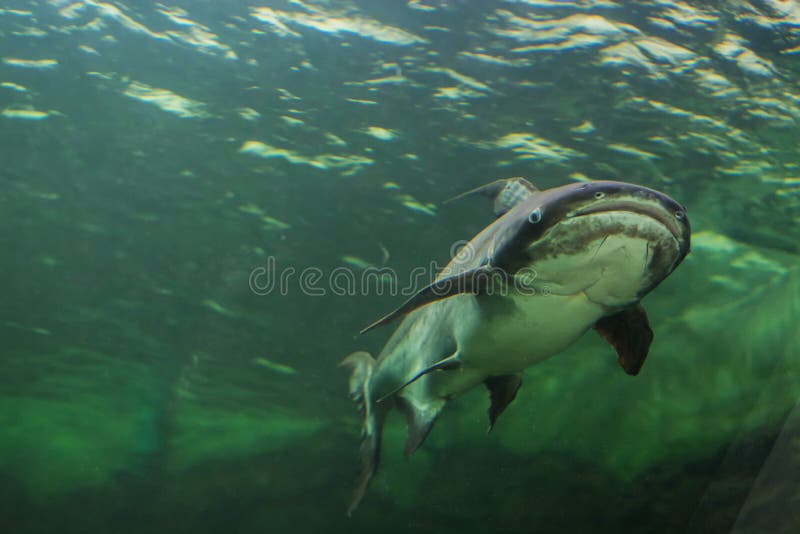 Der Mekong-Riesenwels stockfoto. Bild von salzwasser - 79426006