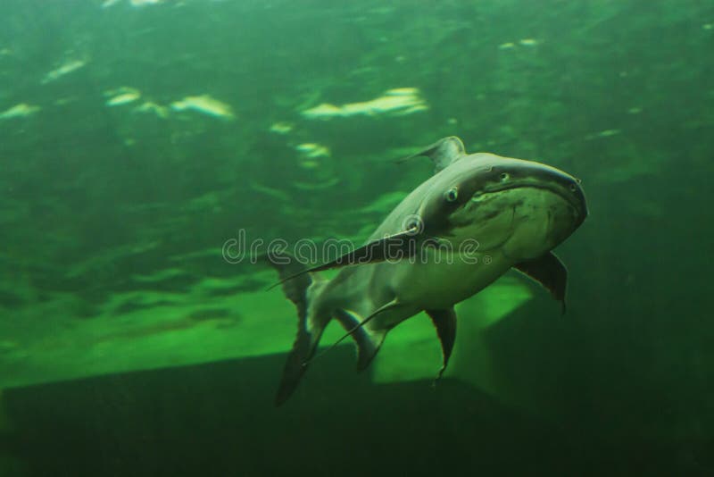 525 Der Mekong Riesenwels Stock Fotos - Freie & Royalty-Free Stock ...