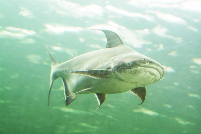 Der Mekong-Riesenwels stockbild. Bild von haustier, haifisch - 79425985
