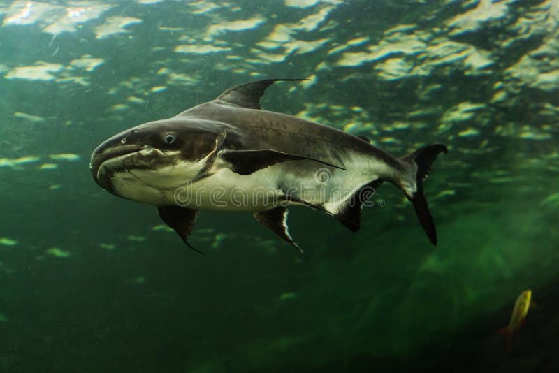 Der Mekong-Riesenwels stockbild. Bild von haustier, haifisch - 79425985