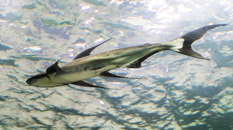 525 Der Mekong Riesenwels Stock Fotos - Freie & Royalty-Free Stock ...