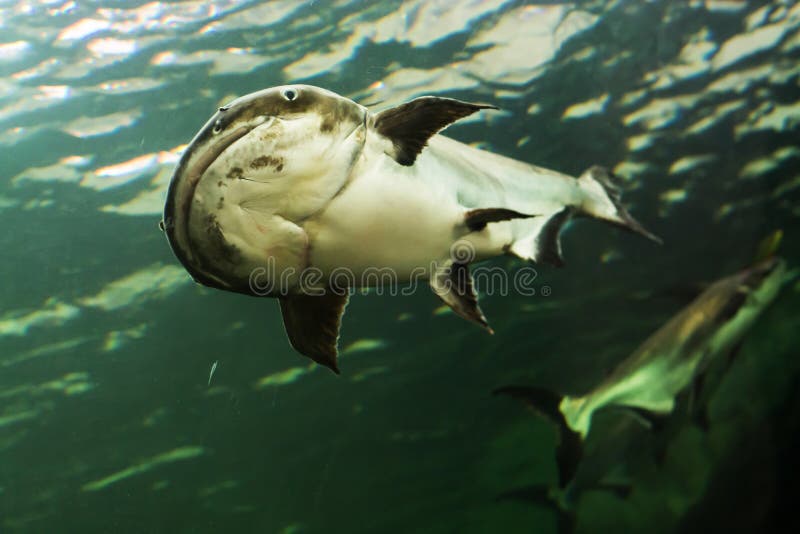 547 Der Mekong Riesenwels Stock Fotos - Freie & Royalty-Free Stock ...