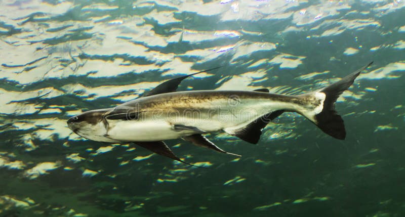 525 Der Mekong Riesenwels Stock Fotos - Freie & Royalty-Free Stock ...