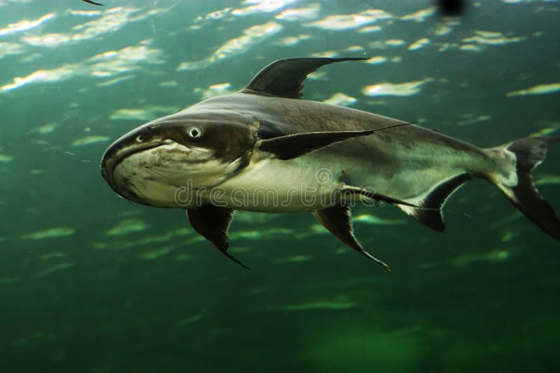 525 Der Mekong Riesenwels Stock Fotos - Freie & Royalty-Free Stock ...