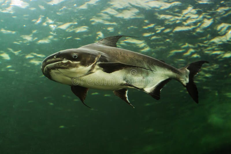 525 Der Mekong Riesenwels Stock Fotos - Freie & Royalty-Free Stock ...