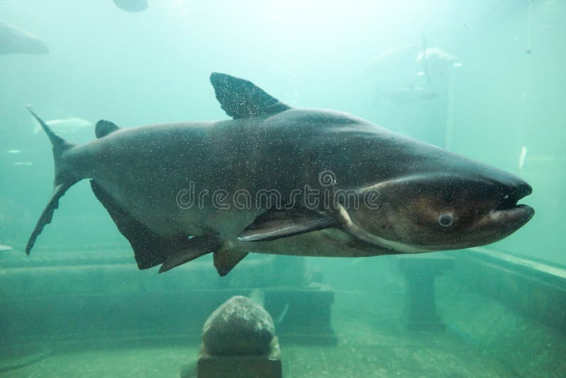Der Mekong-Riesenwels stockbild. Bild von exotisch, fischen - 94832291