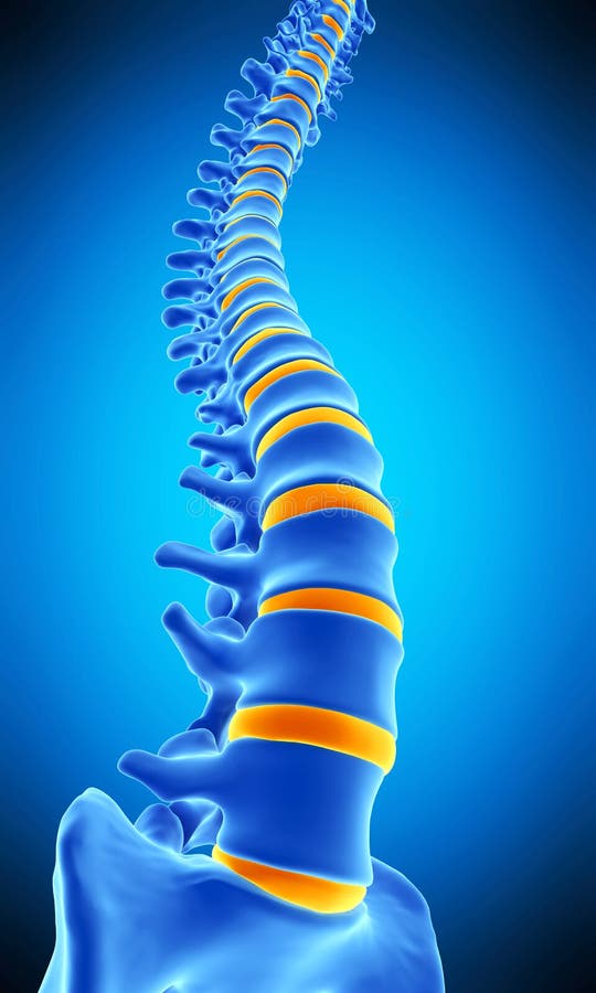 Der menschliche Dorn stock abbildung. Illustration von spinal - 73211921