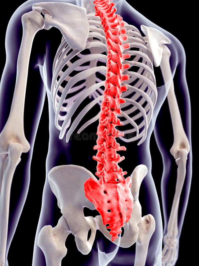 Der menschliche Dorn stock abbildung. Illustration von anatomie - 74188790