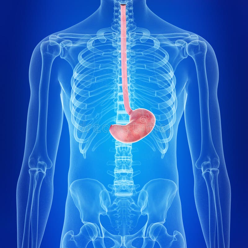 Menschlicher Magen stock abbildung. Illustration von biologie - 2512651