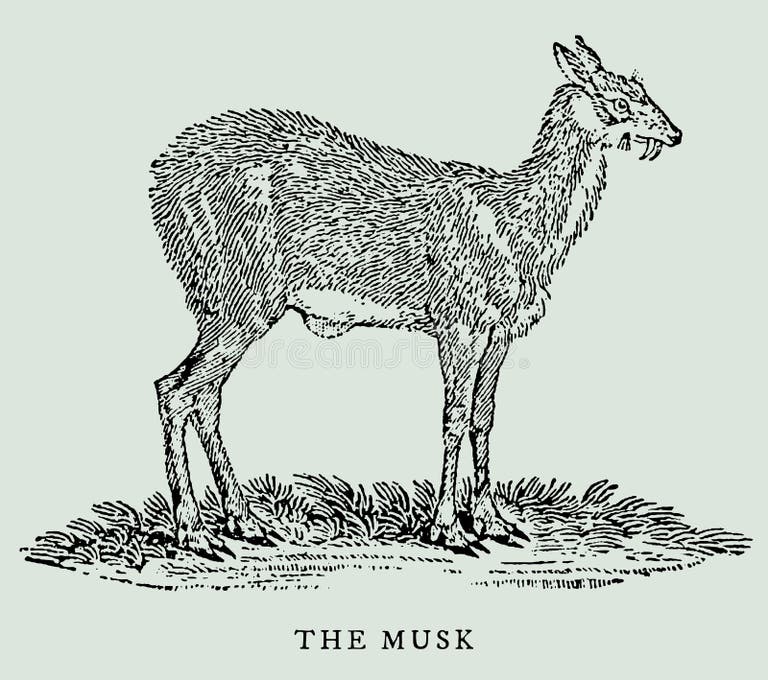 Der Moschus Oder Sibirische Das Moschustiere Moschus Moschiferus in Der ...