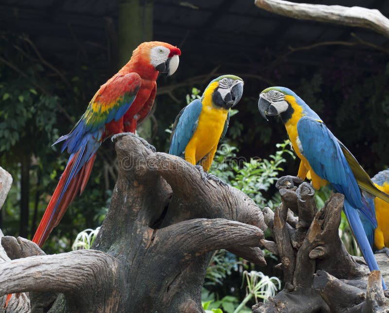 Der multi farbige Papagei stockbild. Bild von vogel, jung - 21442823