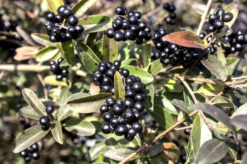 Ligusterbeeren Und -blätter Ligustrum Vulgare Stockfoto - Bild von ...