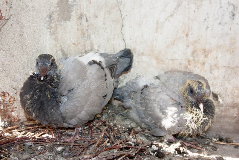 Babytaube Schlafen In Einem Nest Stockbild - Bild von leer, getrennt ...
