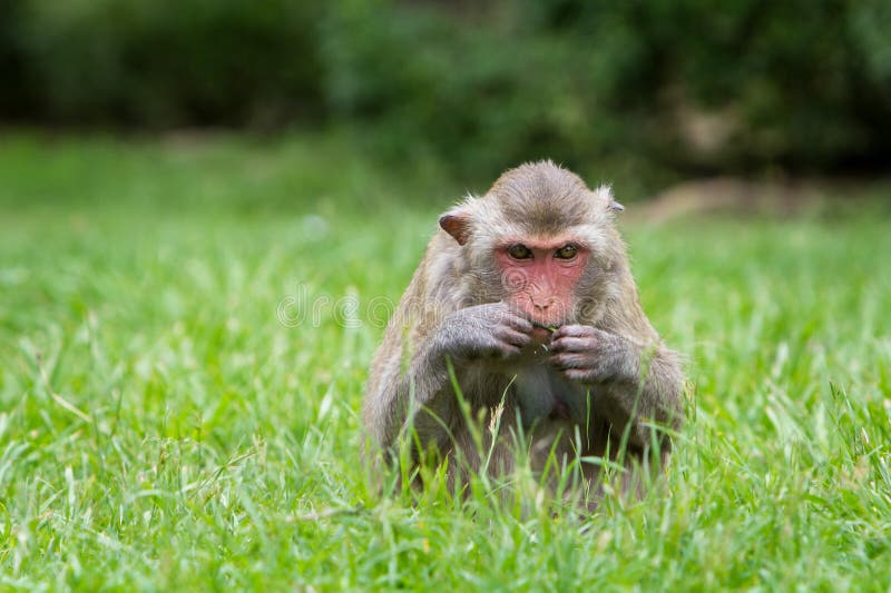 Fetter Affe, der Gras isst stockbild. Bild von affe, gesicht - 44437337