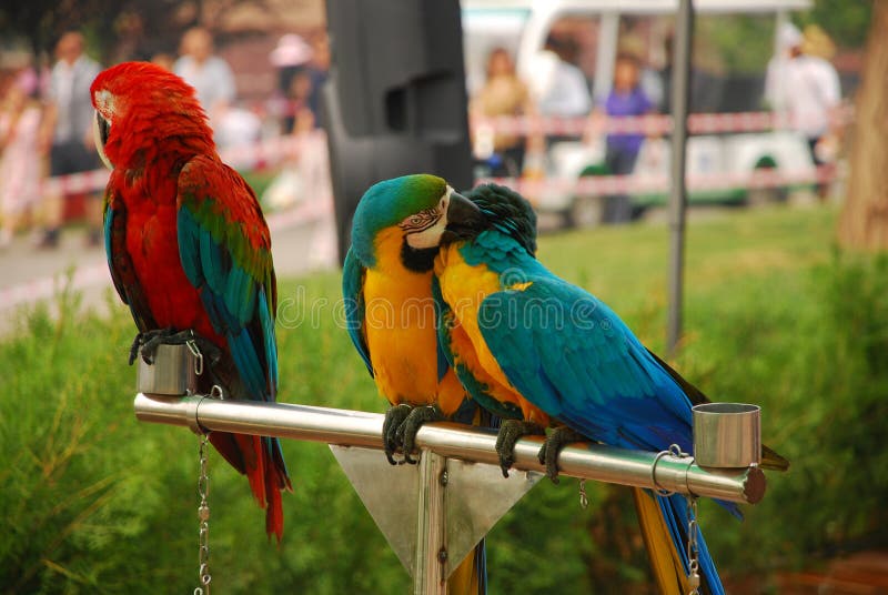 Der Papagei stockbild. Bild von international, papageien - 36138297